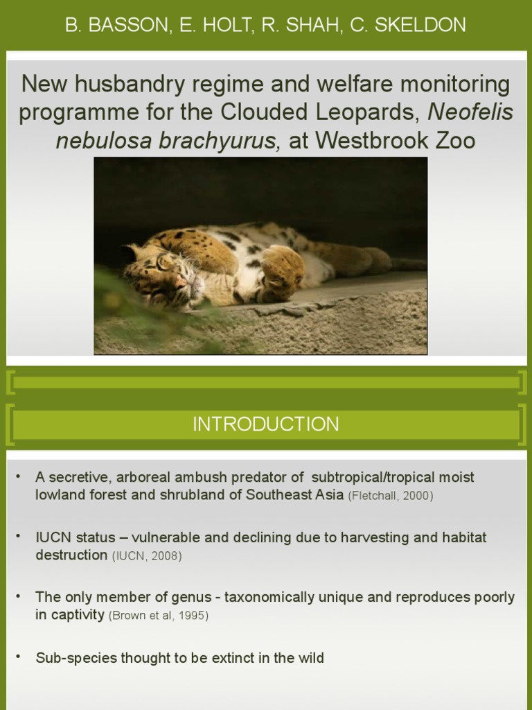 Clouded Leopard FINAL | PDF | Zoo | Leopard