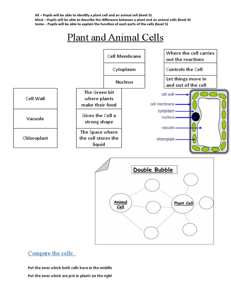 Plant And Animal Cell Worksheet