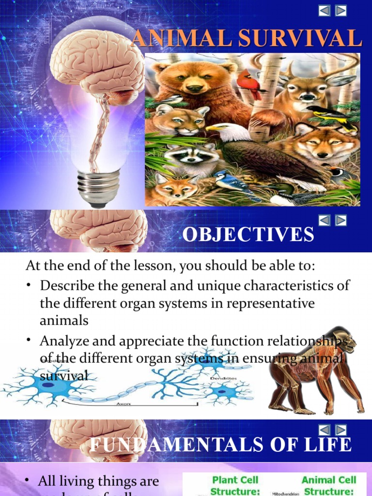 Organ System Of Animals And Their Function