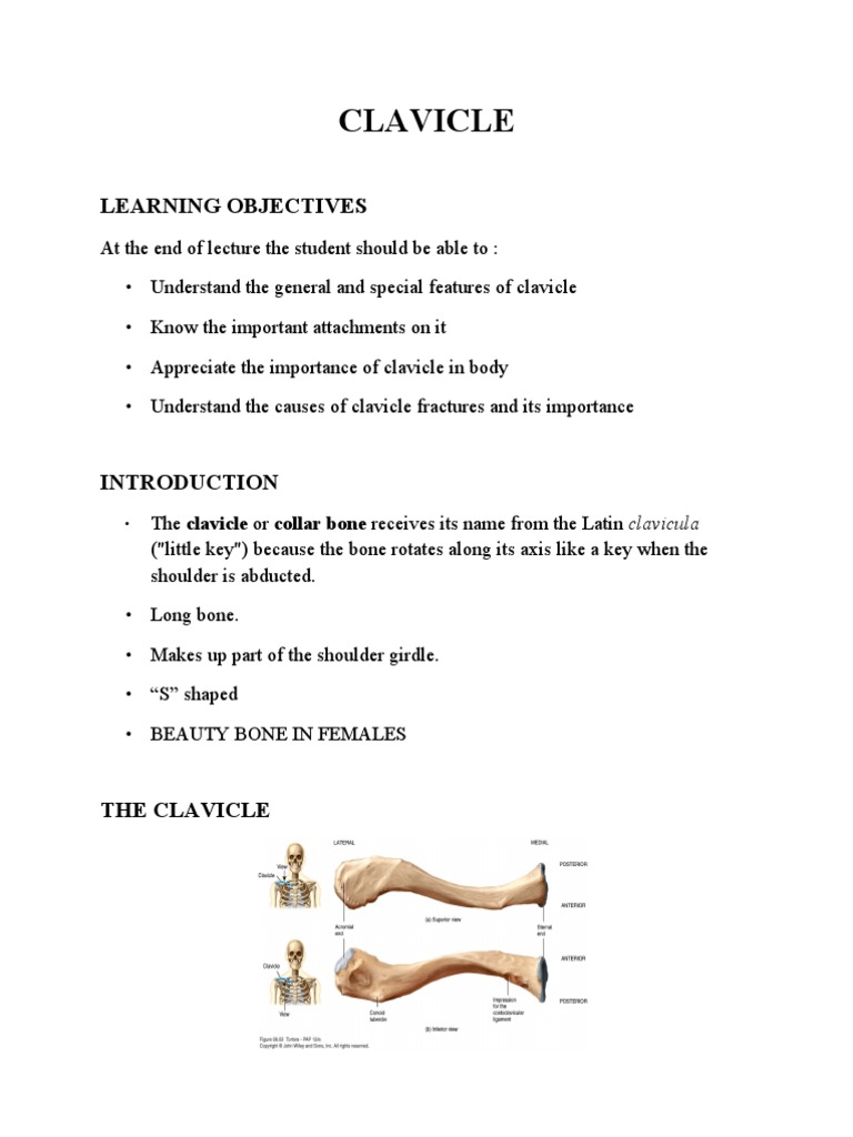 Skeletal System Clavicle Human Skeleton System Clavicle Bone Joints