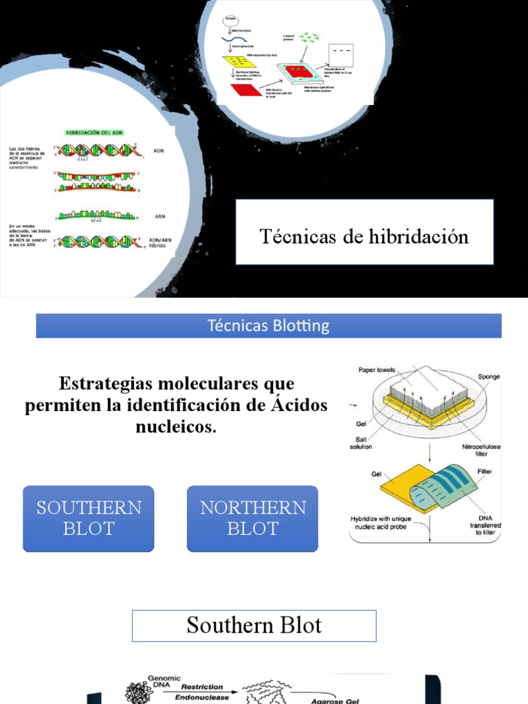 Técnicas de Hibridación y Blotting | PDF