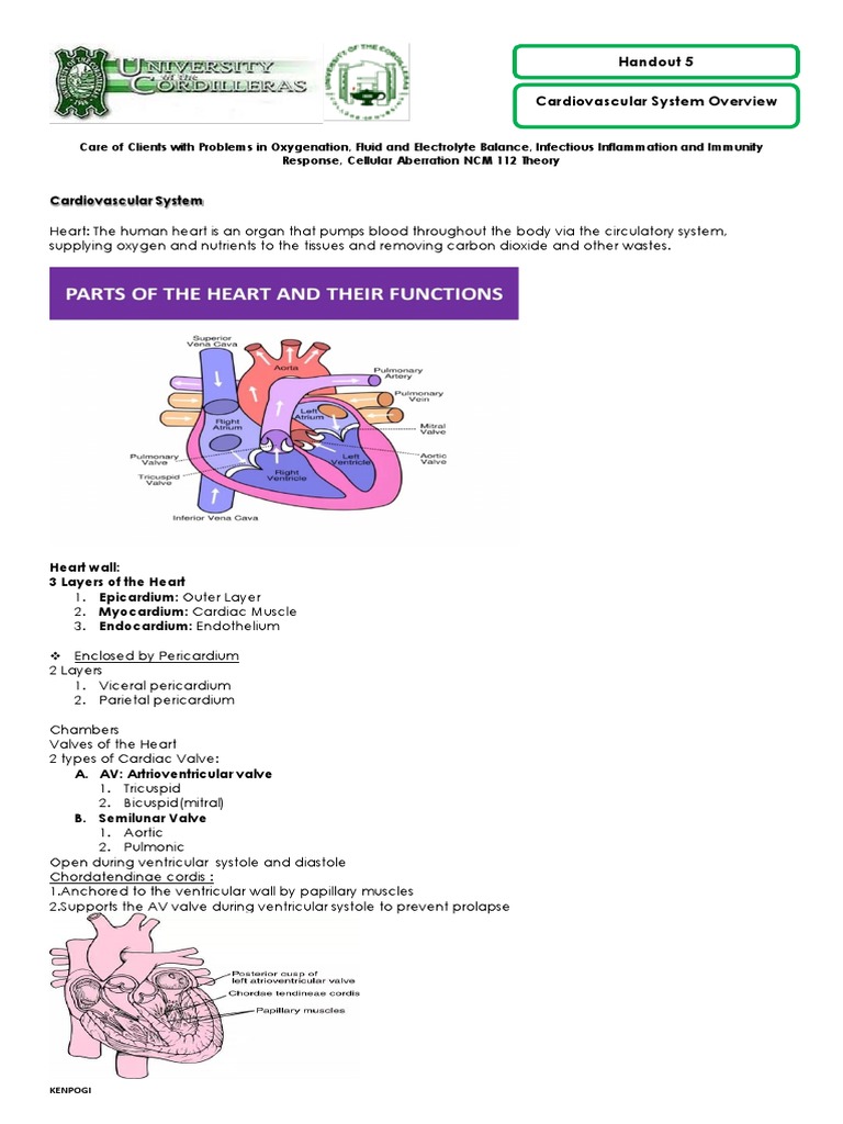 Handout 5 CardioVascular System Overview PDF | PDF | Heart Valve | Heart
