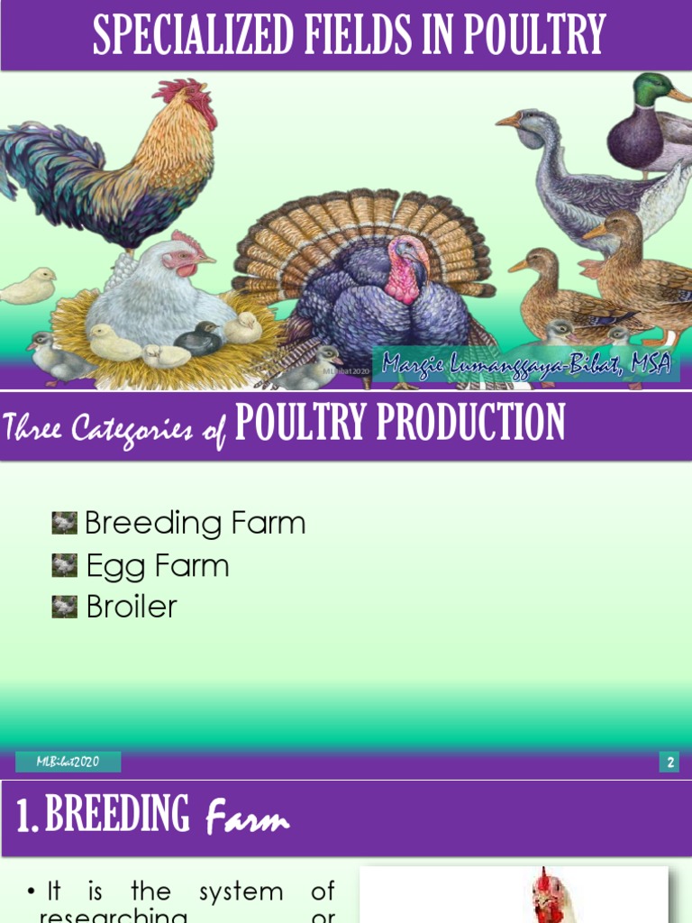 Specialized Fields in Poultry Farming | PDF | Broiler | Chicken