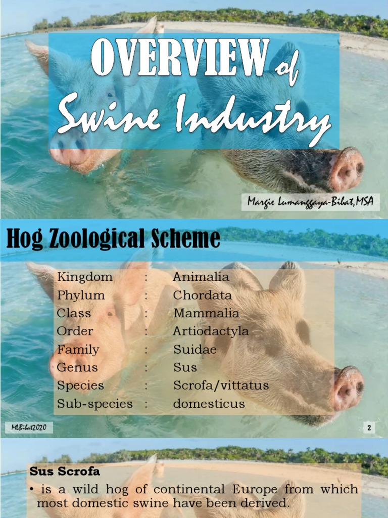 Overview of Swine Production - 20 | PDF | Pig | Domestic Pig