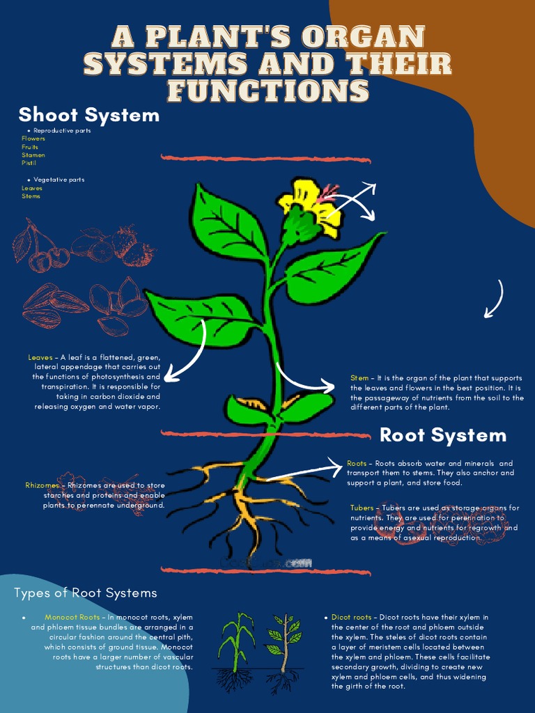 Plant Organ Systems and Functions | PDF | Plant Stem | Root