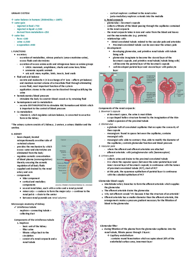 Urinary Sys | PDF | Kidney | Genitourinary System