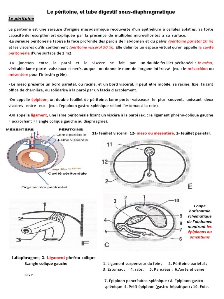 Anatomie du péritoine et mésogastre | PDF | Péritoine | Foie