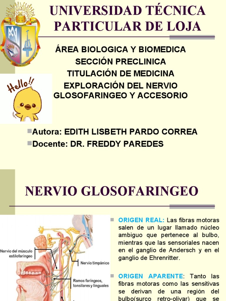 Exploración Nervio Glosofaringeo y Accesorio | PDF | Nervio vago | Lengua