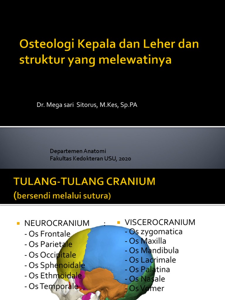 Osteologi Kepala Leher K7-8 | PDF | Human Head And Neck | Human Anatomy