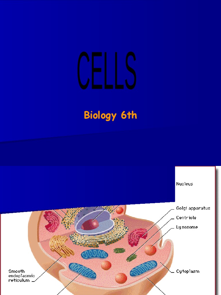Cells Powerpoint Presentation 1223919167512493 9 | PDF | Cell Nucleus ...