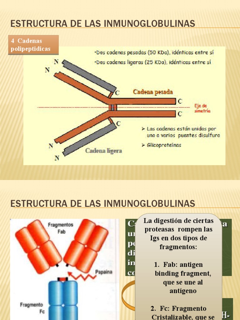 Inmunoglobulinas | PDF