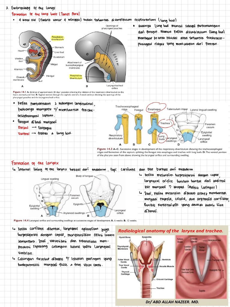 Embriologi Paru | PDF
