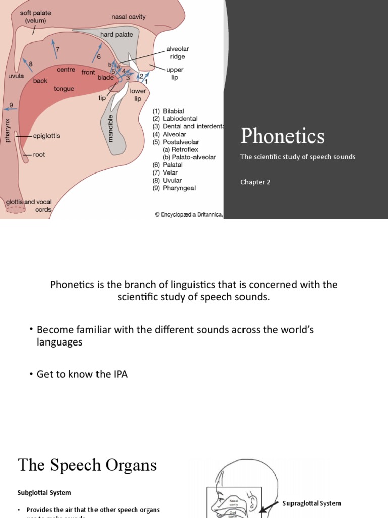 Phonetics: The Scientific Study of Speech Sounds | PDF | Syllable ...