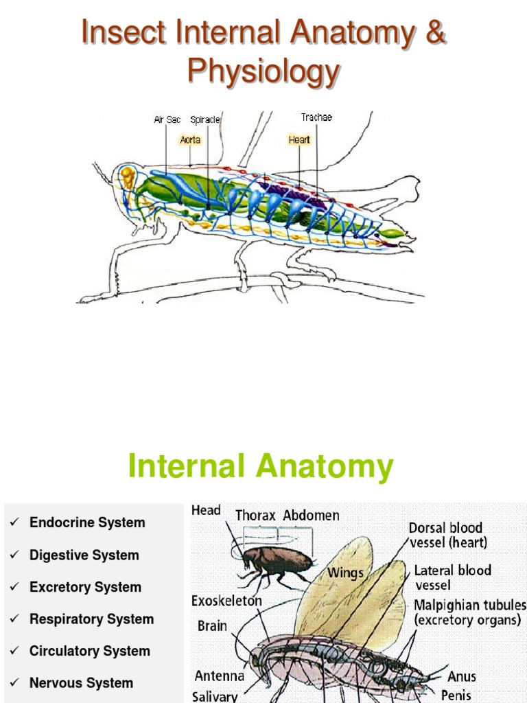 3 - FBS 45 - Internal Anatomy of Insects | PDF | Insects | Nervous System