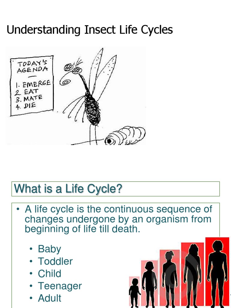 4 - FBS 45 - UNDERSTANDING THE LIFE CYCLE OF INSECTS - 1st Sem 2020 BNW ...