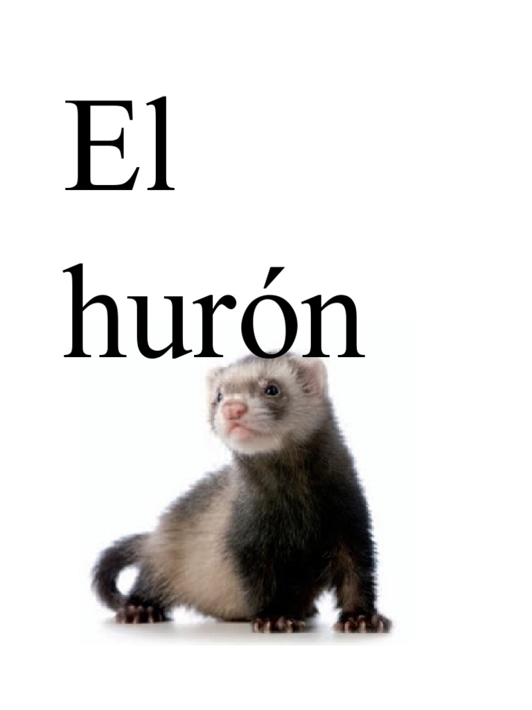 El Hurón | PDF | Naturaleza | Alimentos
