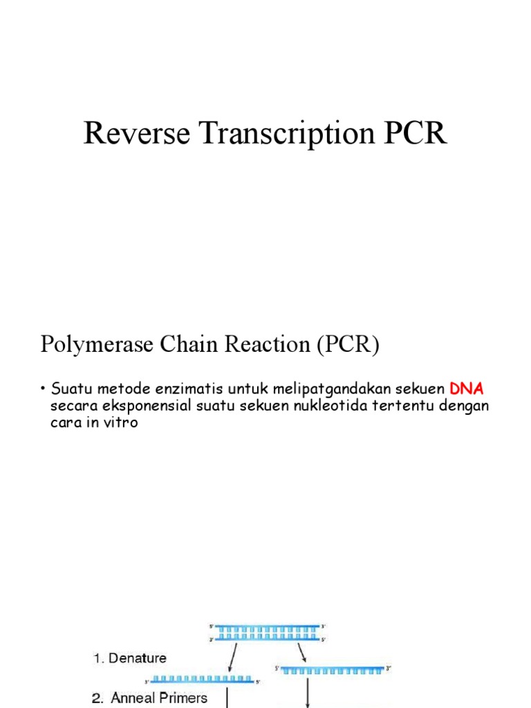 Reverse Transcription PCR | PDF | Reverse Transcription Polymerase ...