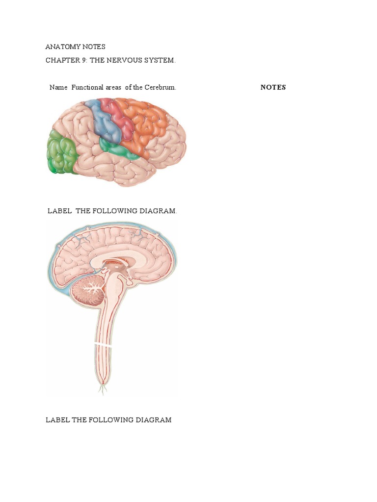 Chapter 9: The Nervous System.: Anatomy Notes | PDF