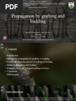 Asexual Propagation by Inarching | PDF | Grafting | Trees