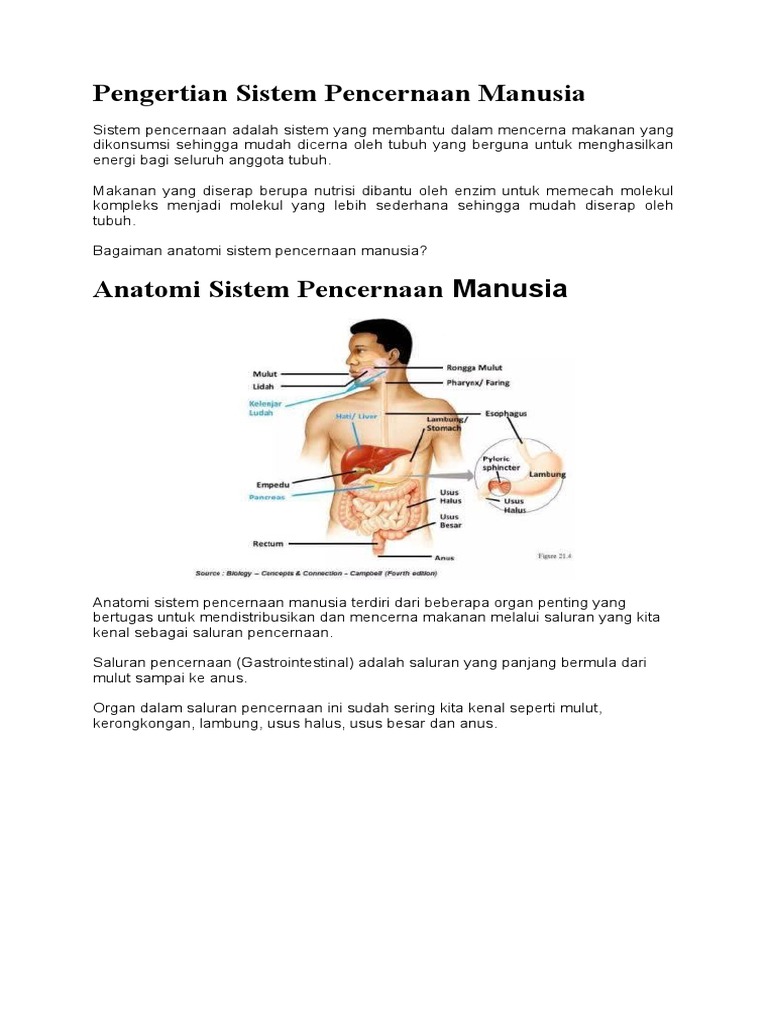 Pengertian Sistem Pencernaan Manusia | PDF