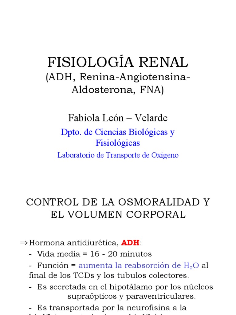 Renal 4 | PDF | Angiotensina | Anatomia animal