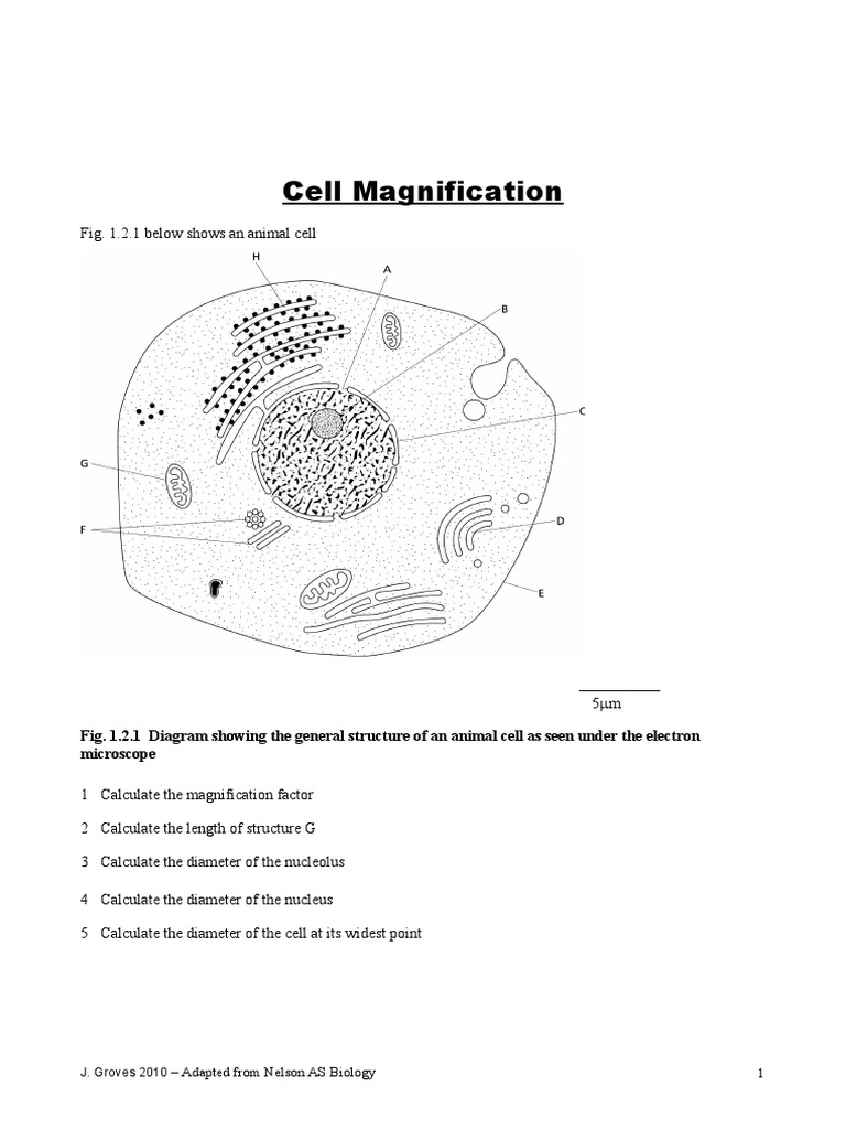 Magnification Questions | PDF | Cell (Biology) | Cell Biology