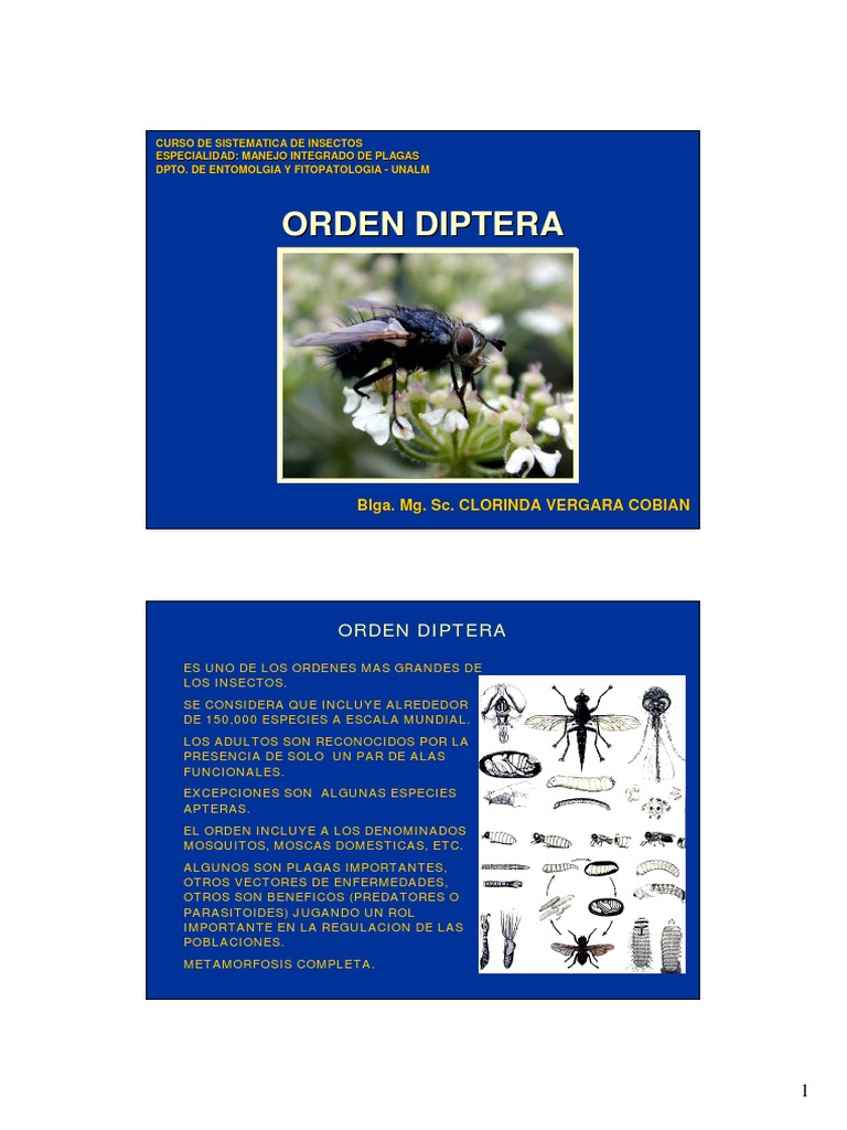 Orden Diptera 2006 | PDF | Mosca | Insectos
