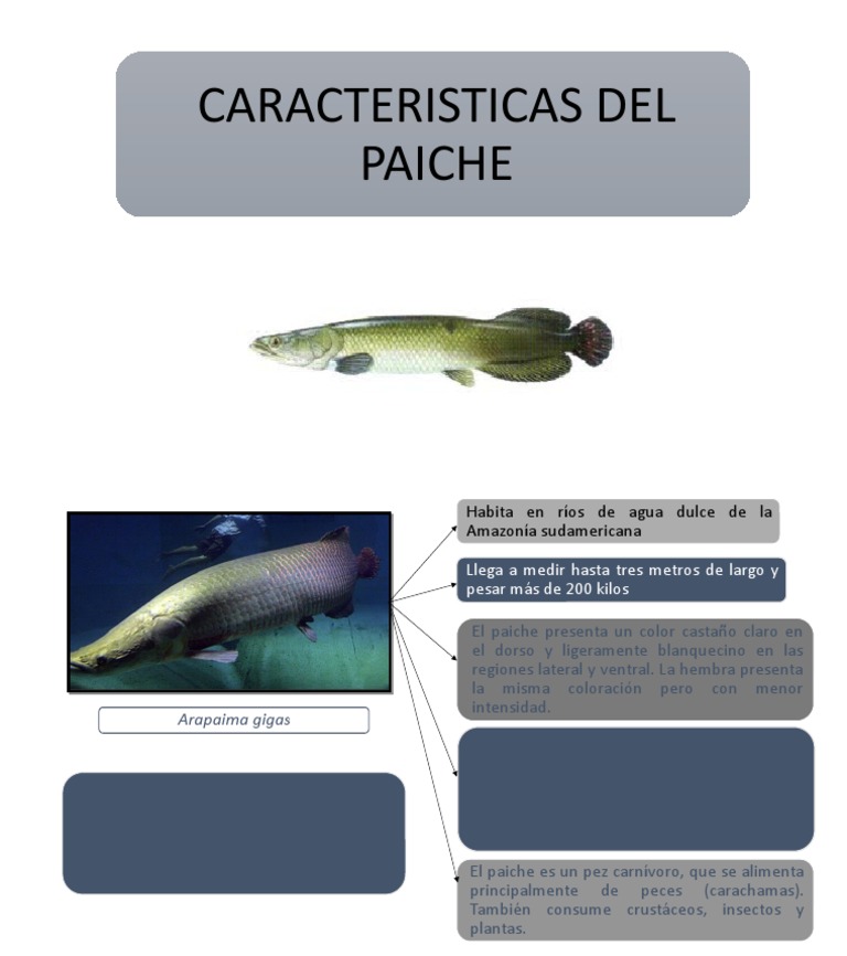 Caracteristicas Del Paiche | PDF