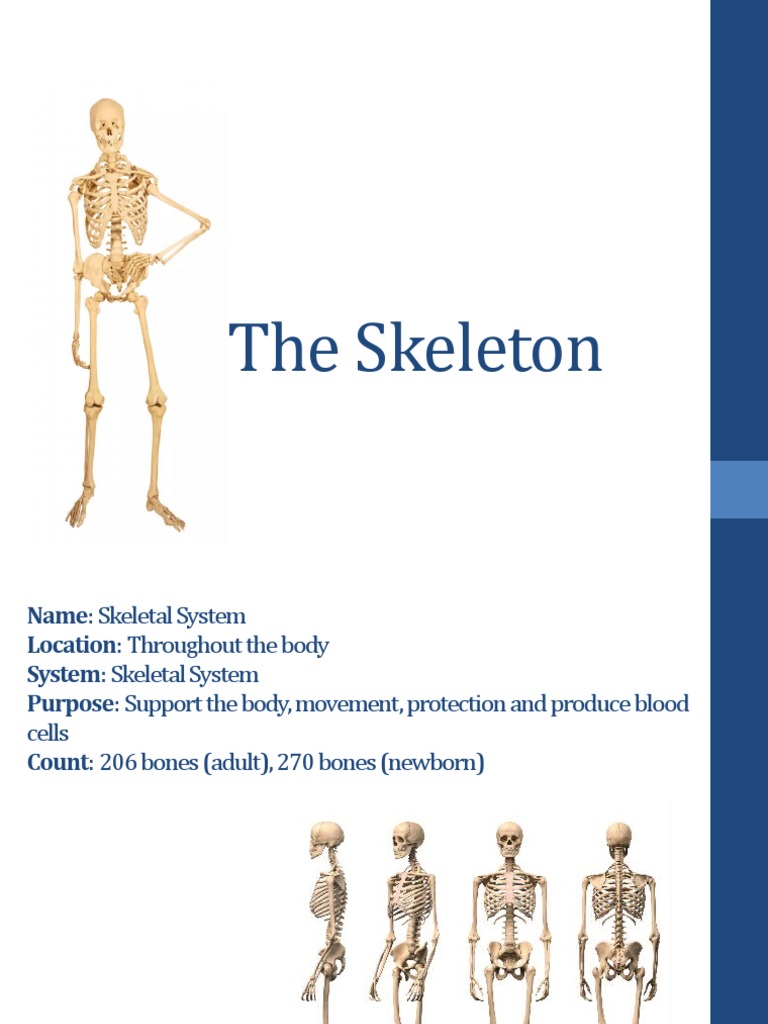 The Skeleton1 | PDF | Skeleton | Bone