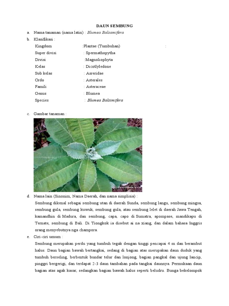 Daun Sembung | PDF