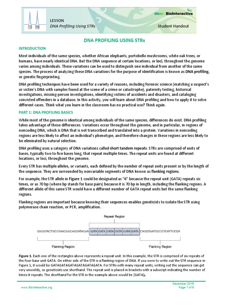 DNA Profiling Activity STUDENT | PDF | Dna Profiling | Microsatellite
