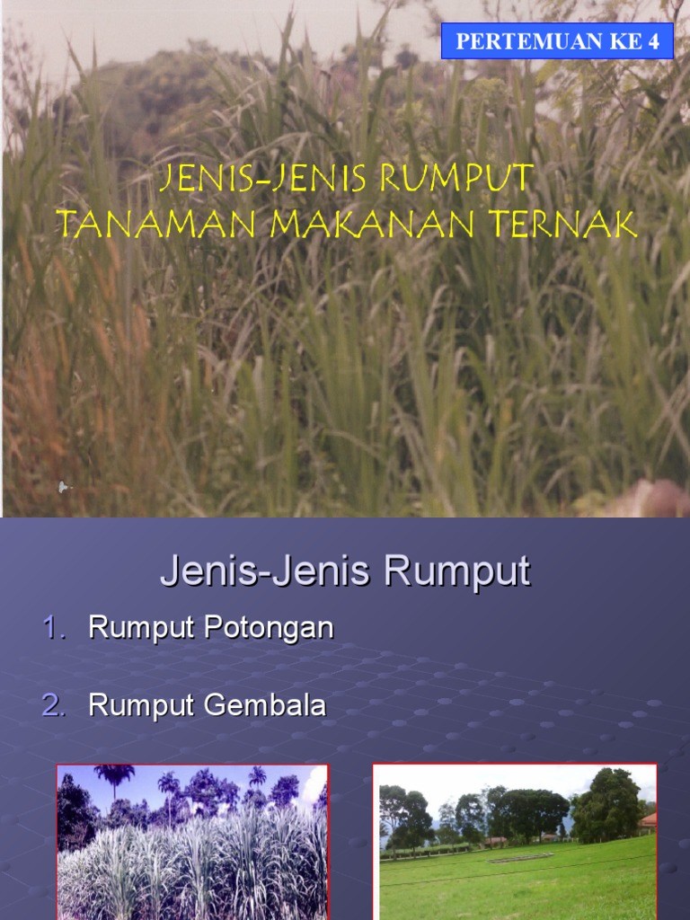 Jenis Rumput Tanaman Makanan Ternak | PDF