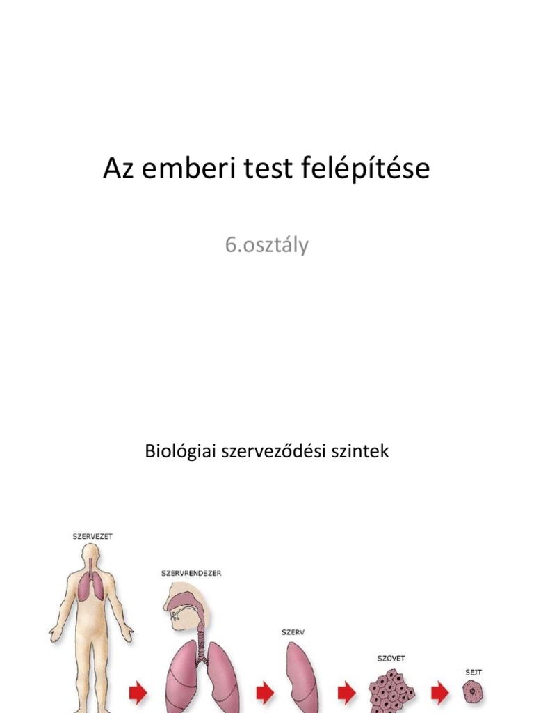 Az Emberi Test Felépítése | PDF
