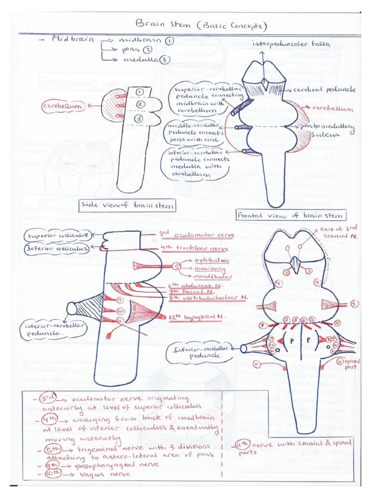 Brain Stem-Basic Concepts DR Najeeb Lecture | PDF