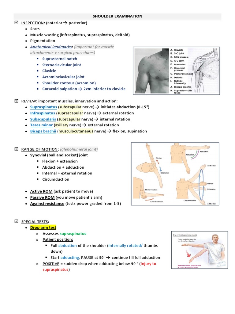 Skeletal Muscle System OSCE Examination | PDF | Anatomical Terms Of ...