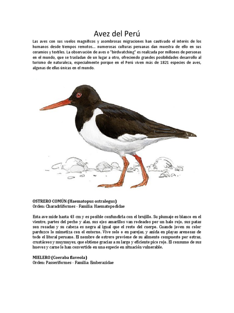 Aves del Perú: Misterios de la Paca Paca | PDF | Dinosaurios | Aves