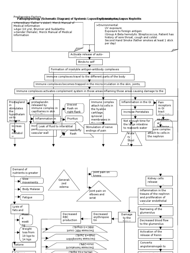 SLE Pathophysiology and Diagram | PDF | Angiotensin | Organ (Anatomy)