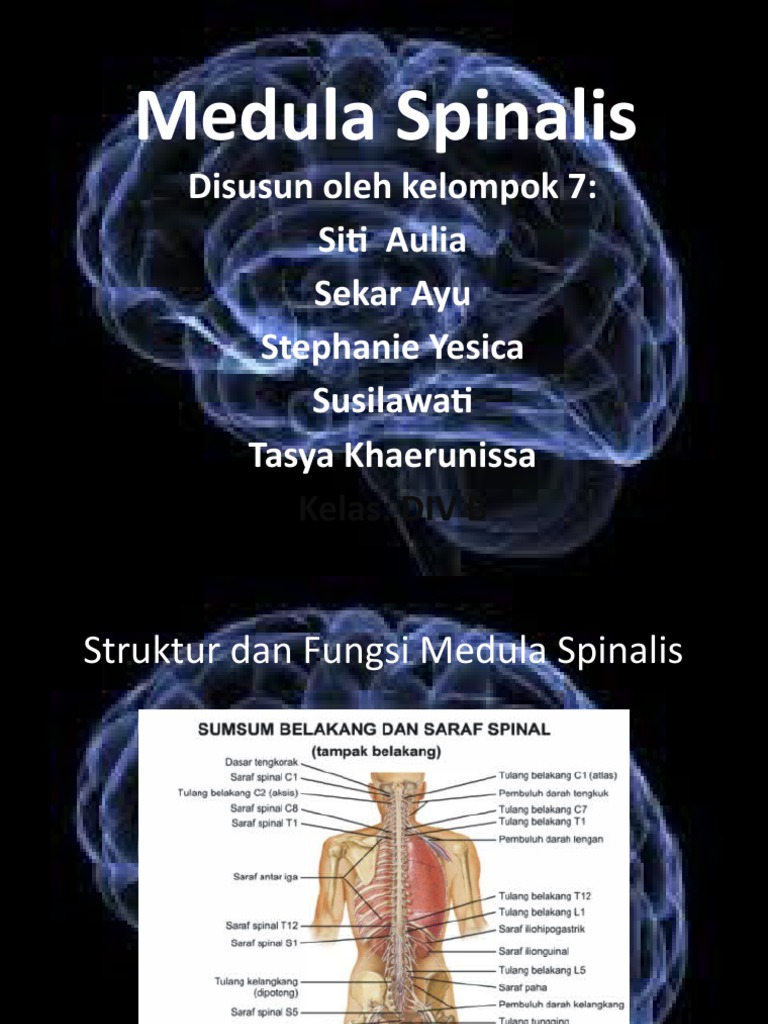Medula Spinalis | PDF