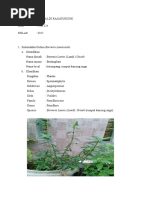 Bayam Duri (Amaranthus Spinosus L.) | PDF
