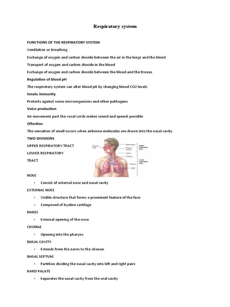 Functions of The Respiratory System | Download Free PDF | Respiratory ...