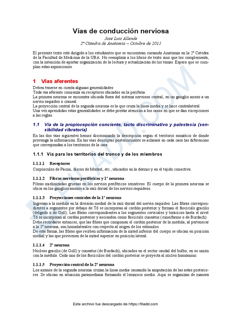 Vias de Conduccion Nerviosa - Allende | PDF | Percepción visual | Cerebelo