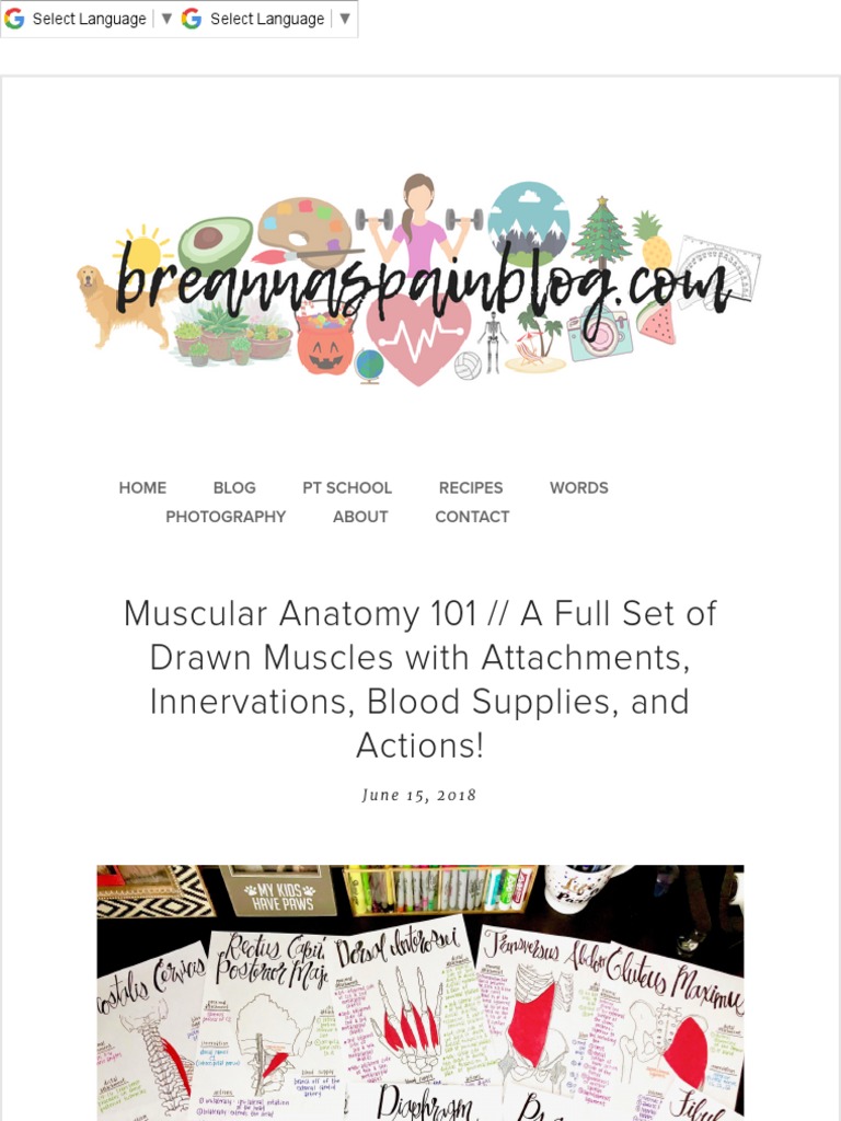 Muscular Anatomy 101 | PDF | Human Leg | Human Anatomy