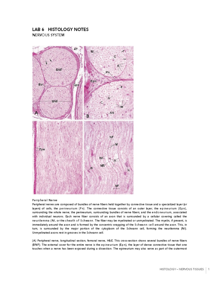 HISTOLOGY Nervous System LAB 6 Lab Notes | PDF | Axon | Nerve