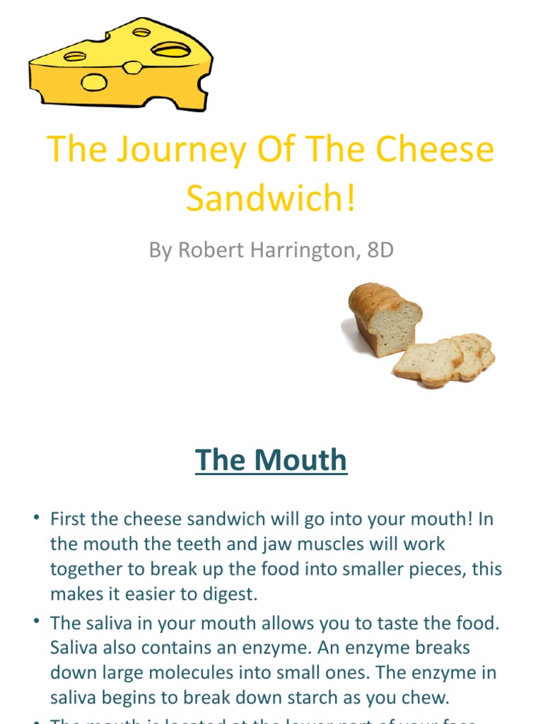 The Journey of a Cheese Sandwich: Tracing the Path Through the ...