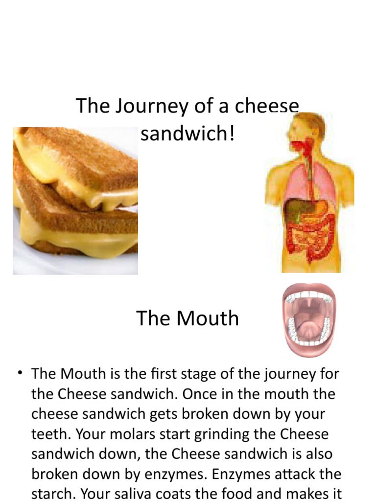 The Journey of A Cheese Sandwich! | PDF | Digestion | Digestive System
