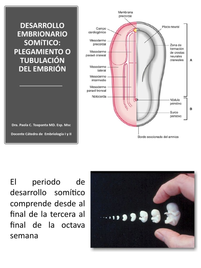 7 Plegamientos | PDF | Biología del desarrollo | Anatomía