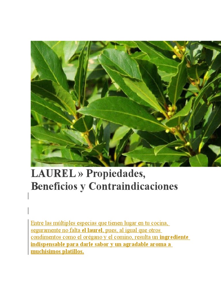 Laurel | PDF | Té | especia