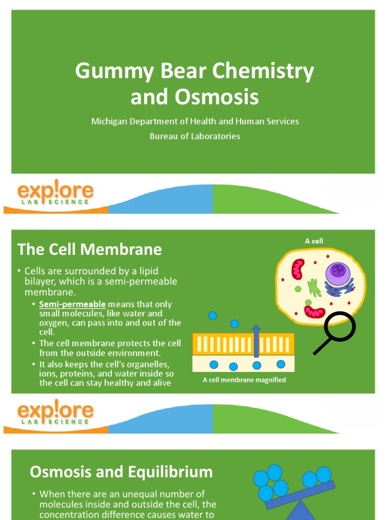 Gummy Bear Chemistry Shows Cell Membrane Osmosis | PDF | Osmosis | Cell ...