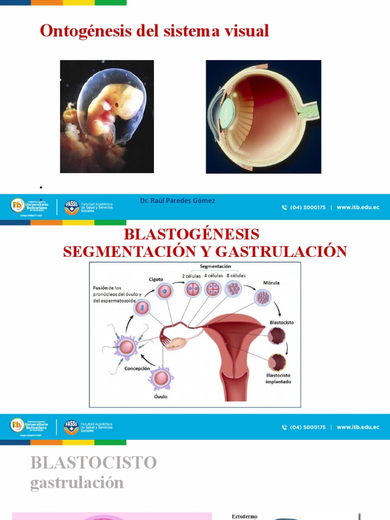 Neuroanatomía Embriología Del Ojo Diapositivas | PDF | Ojo humano | Retina