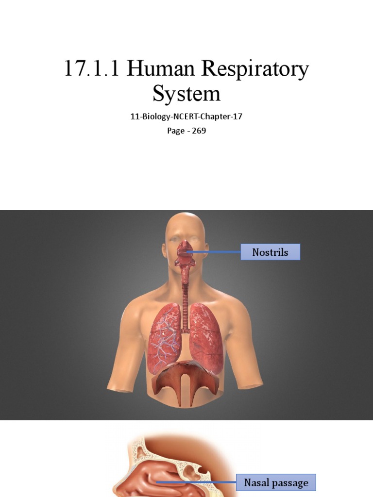 17.1.1 Human Respiratory System: 11-Biology-NCERT-Chapter-17 Page - 269 ...